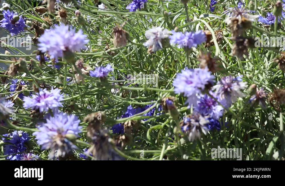 Wind blowing blue flower Stock Videos & Footage - HD and 4K Video Clips ...
