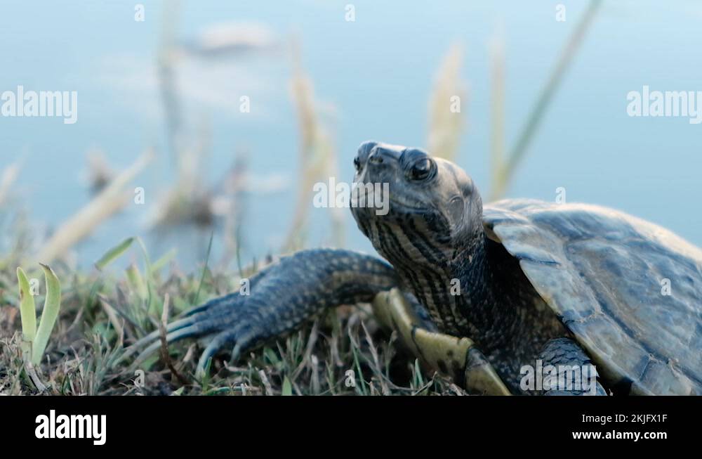 An adorable Cooter Turtle dropping and raising it's head by the lake ...