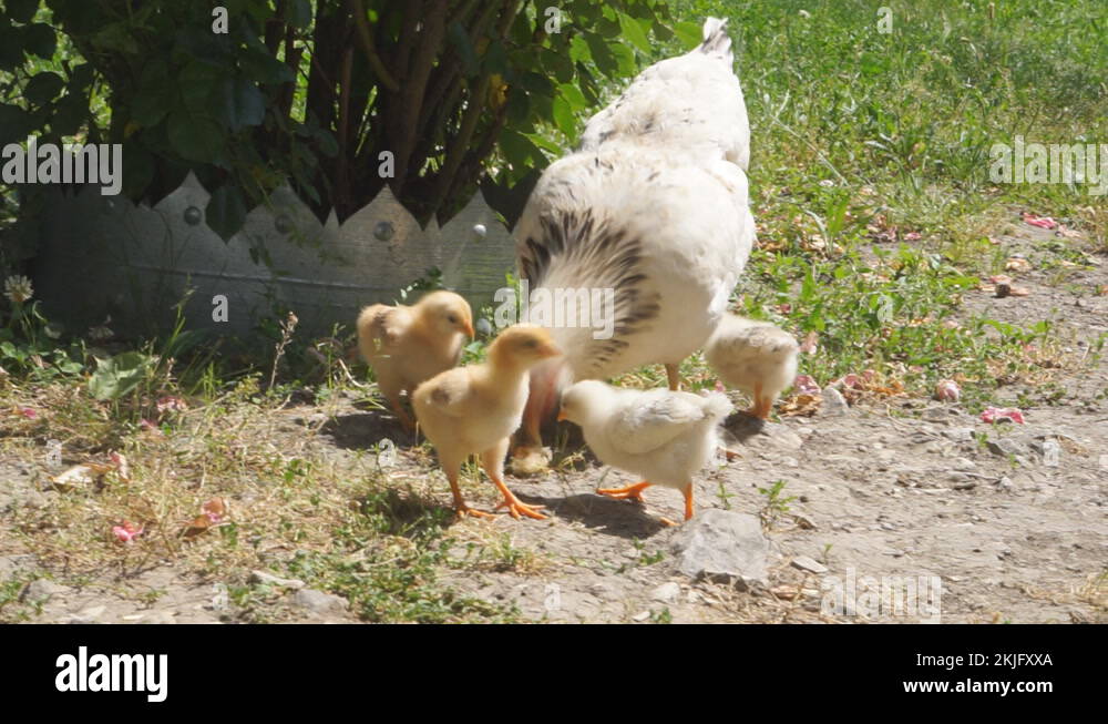 Manor farm chicken Stock Videos & Footage - HD and 4K Video Clips - Alamy