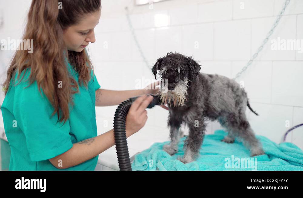 Dog parlor Stock Videos & Footage - HD and 4K Video Clips - Alamy