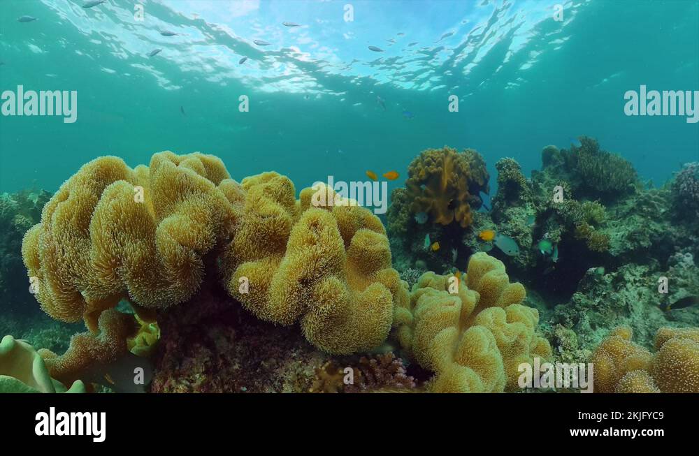 Coral reef and tropical fish underwater. Bohol, Panglao, Philippines ...