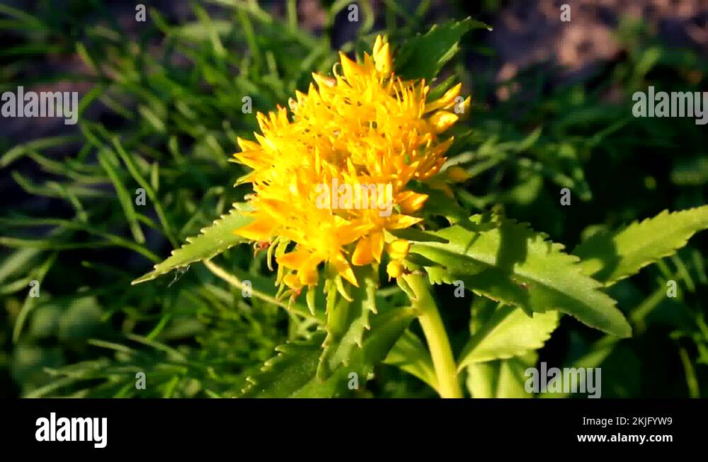 Golden root Stock Videos & Footage - HD and 4K Video Clips - Alamy