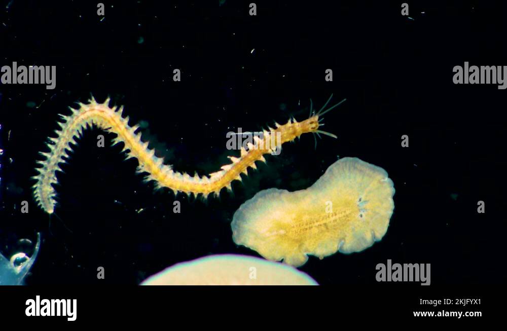 Planaria worm Stock Videos & Footage - HD and 4K Video Clips - Alamy