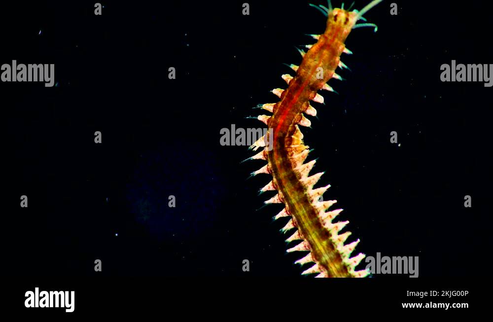 Polychaete Stock Videos & Footage - HD and 4K Video Clips - Alamy