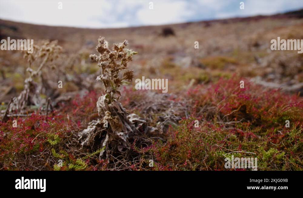 Desert little plant Stock Videos & Footage - HD and 4K Video Clips - Alamy