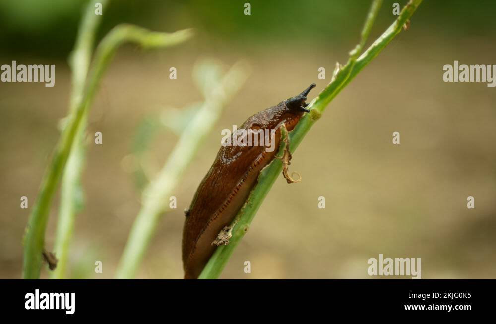 Nematodes plant Stock Videos & Footage - HD and 4K Video Clips - Alamy