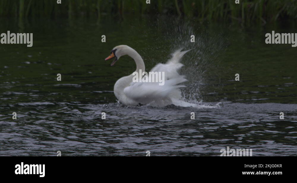 Bathing preening Stock Videos & Footage - HD and 4K Video Clips - Alamy