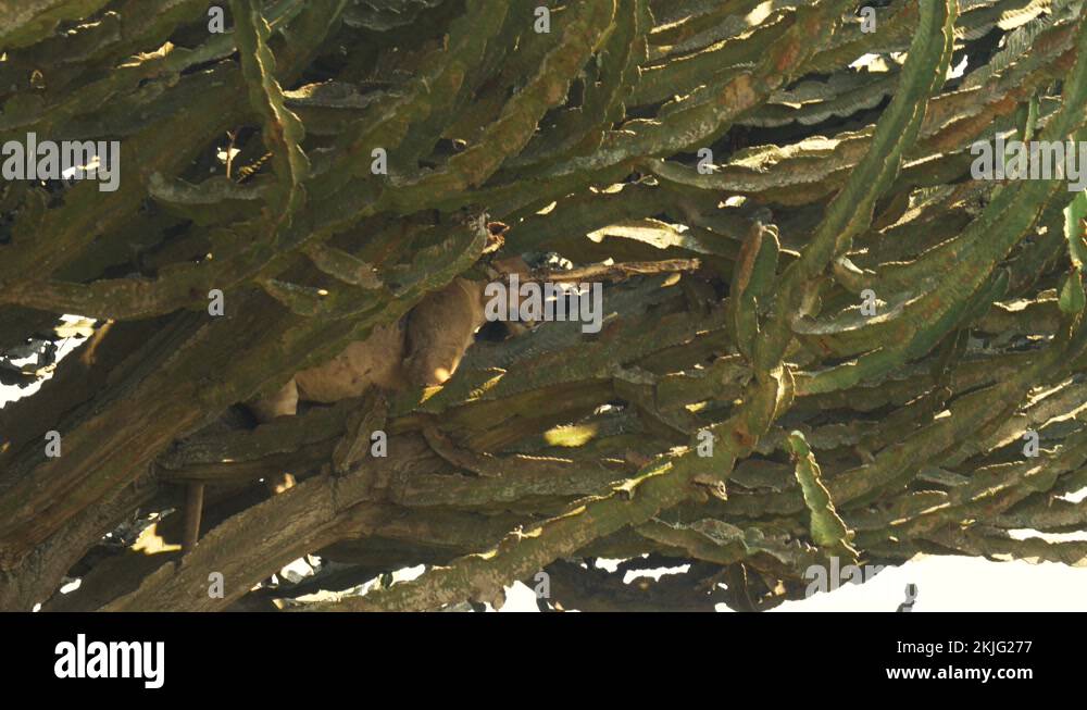 Lion resting in tree in Ishasha region of Queen Elizabeth National Park ...