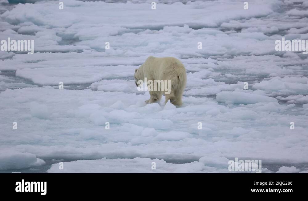 A polar bear walks on floating ice blocks that swing with the waves ...