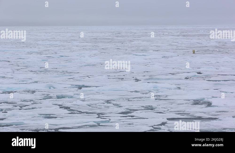 A polar bear walks on floating ice blocks that swing with the waves ...