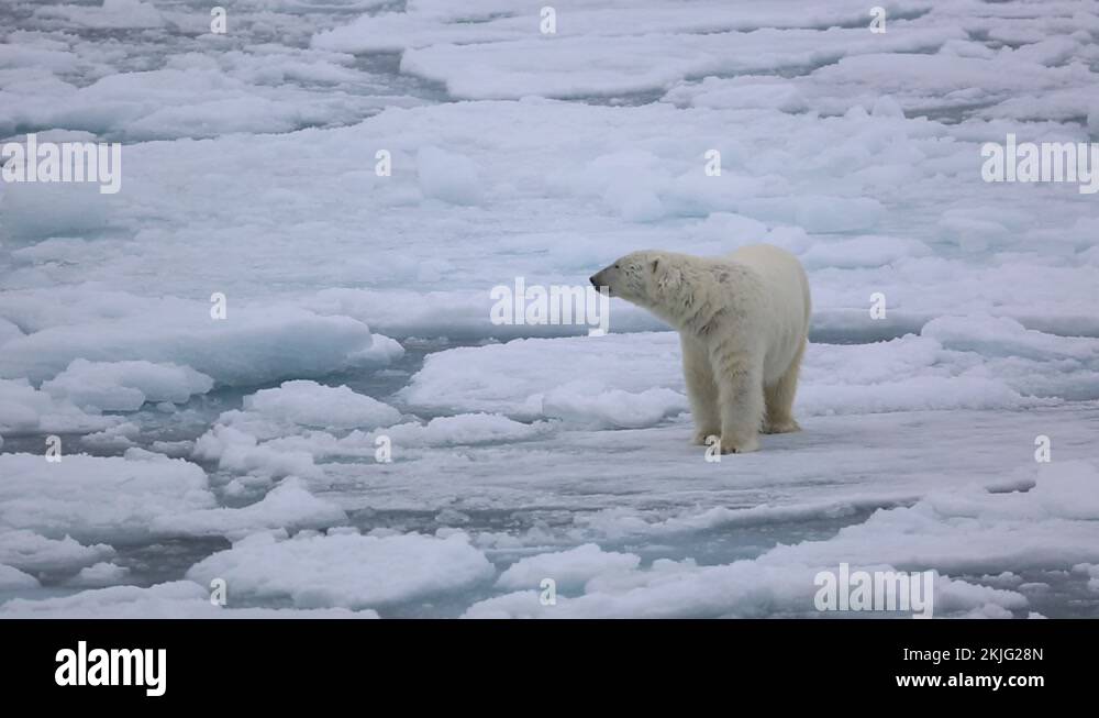 A polar bear walks on floating ice blocks that swing with the waves ...