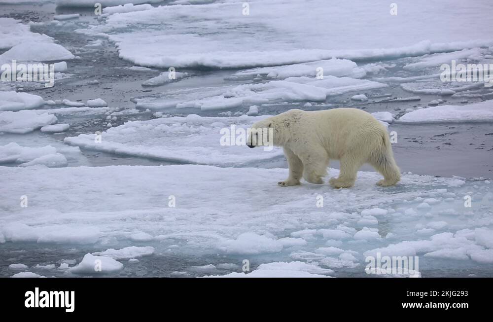 A polar bear walks on floating ice blocks that swing with the waves ...