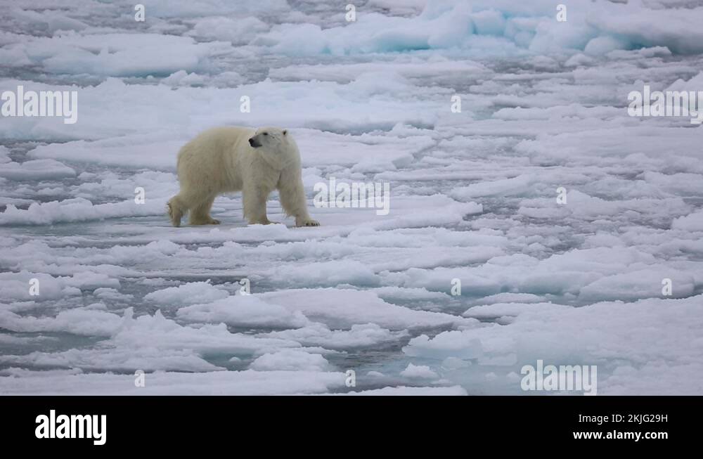 A polar bear walks on floating ice blocks that swing with the waves ...