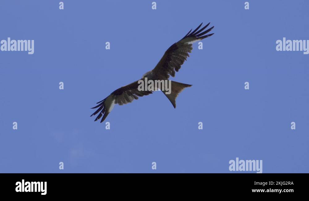Red kite in flight silhouette Stock Videos & Footage - HD and 4K Video ...