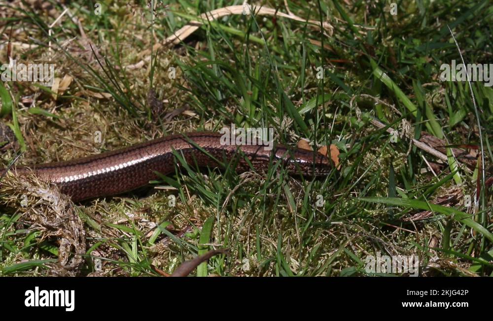 Nativewildlife Stock Videos & Footage - HD and 4K Video Clips - Alamy