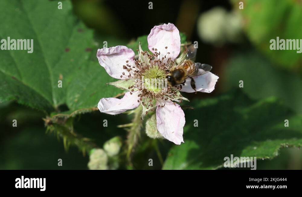 Honey bee on bramble flower Stock Videos & Footage - HD and 4K Video ...