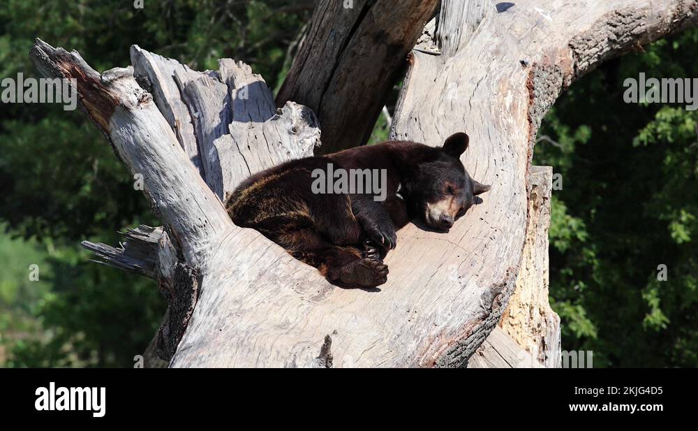 Black bear sleeping tree Stock Videos & Footage - HD and 4K Video Clips ...