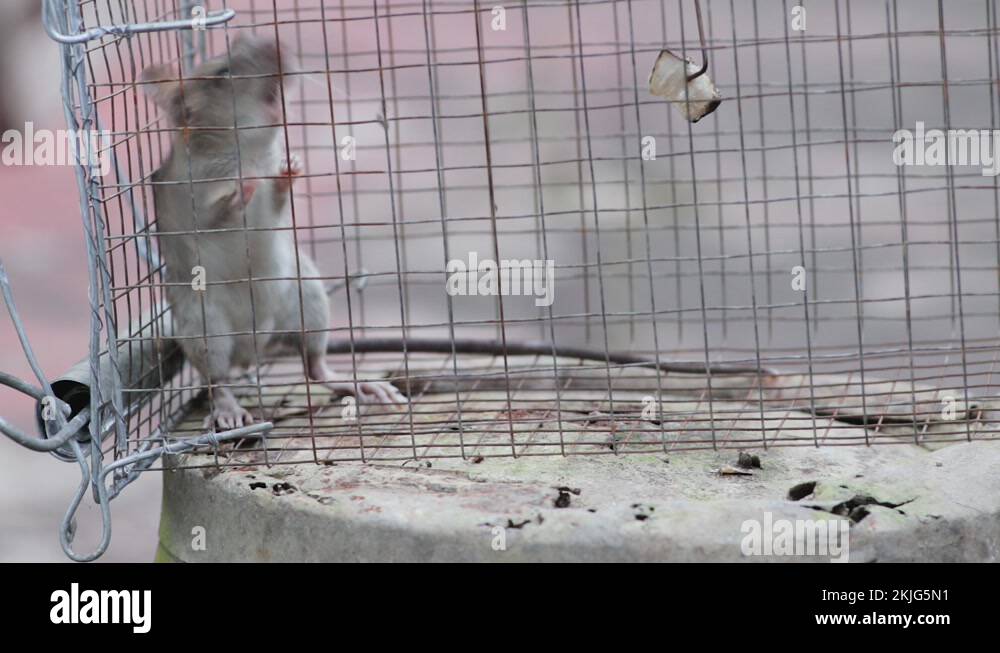 a small house rat trapped in a rat cage trap looking afraid and fast ...