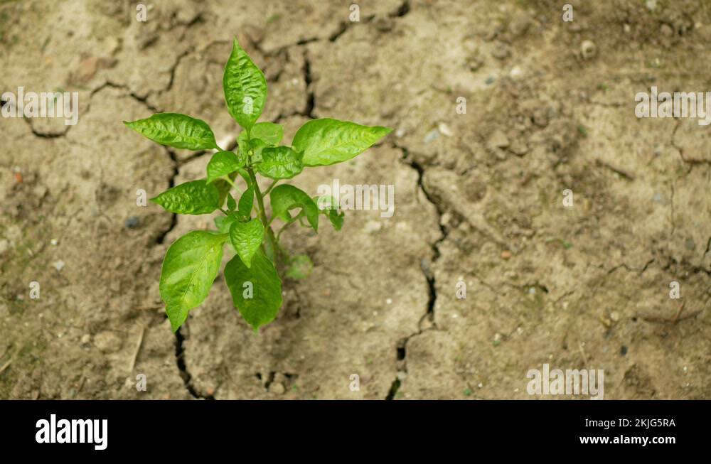 Capsicum annuum farming Stock Videos & Footage - HD and 4K Video Clips ...