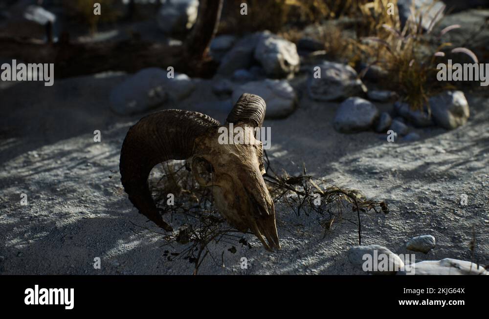 Skull of a dead ram in the desert Stock Video Footage - Alamy