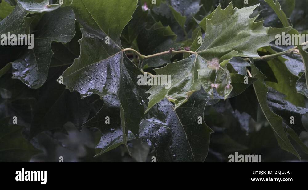 Broadleaf Stock Videos & Footage - HD and 4K Video Clips - Alamy