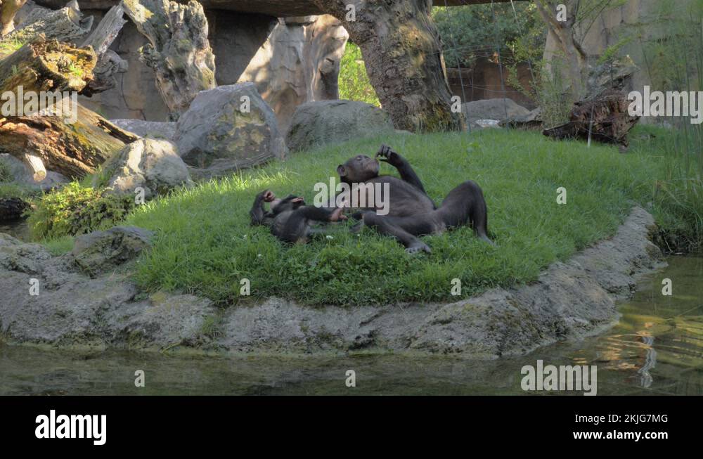 Chimpanzee family mother father Stock Videos & Footage - HD and 4K ...