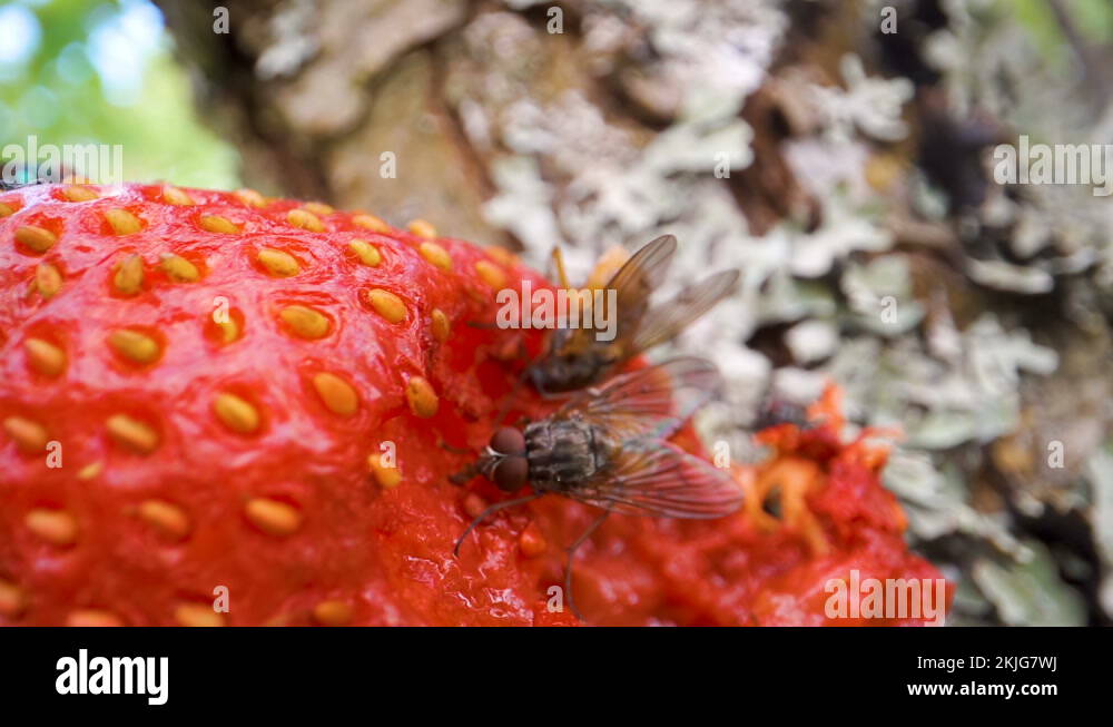 Flies on top Stock Videos & Footage - HD and 4K Video Clips - Alamy