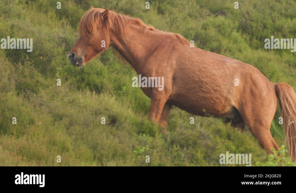Horse up the hill Stock Videos & Footage - HD and 4K Video Clips - Alamy