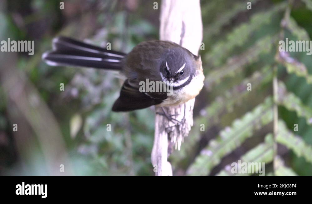 Fantail new zealand Stock Videos & Footage - HD and 4K Video Clips - Alamy