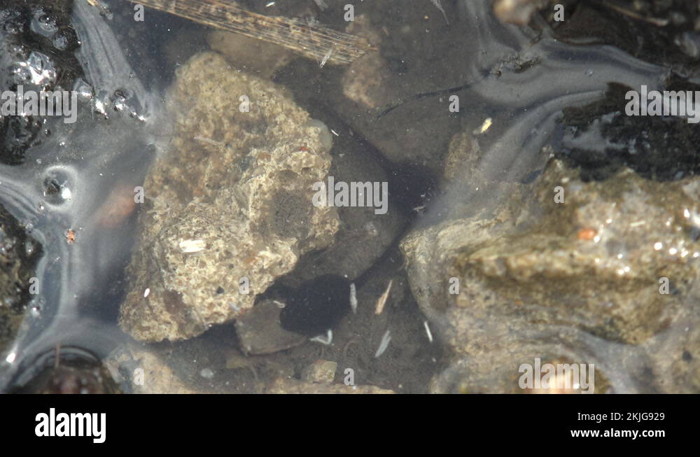 Tadpole, pollywog is larval stage in life cycle of an amphibian, frog ...