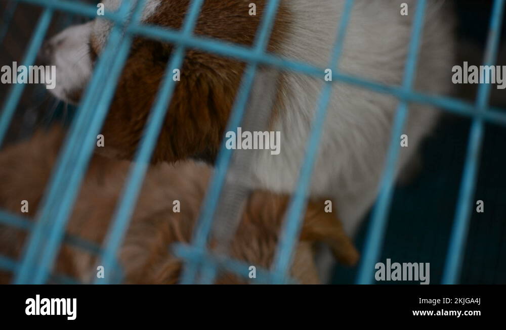 Humans in an animal cage Stock Videos & Footage - HD and 4K Video Clips ...