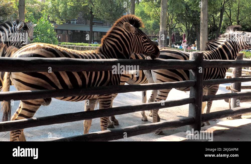 Shanghai zoo park Stock Videos & Footage - HD and 4K Video Clips - Alamy