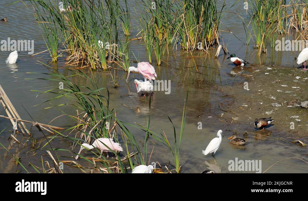 Spoonbill duck Stock Videos & Footage - HD and 4K Video Clips - Alamy