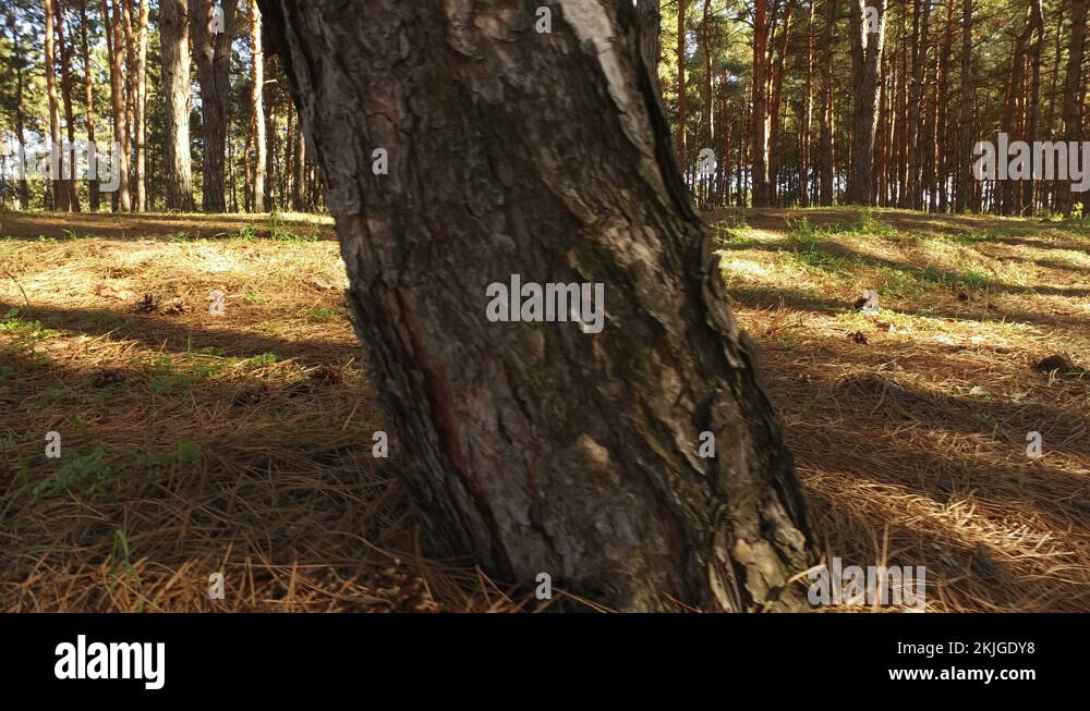 Lower chamber Stock Videos & Footage - HD and 4K Video Clips - Alamy