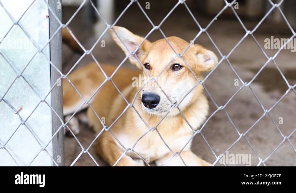 Homeless dog behind bars in Stock Videos & Footage - HD and 4K Video ...