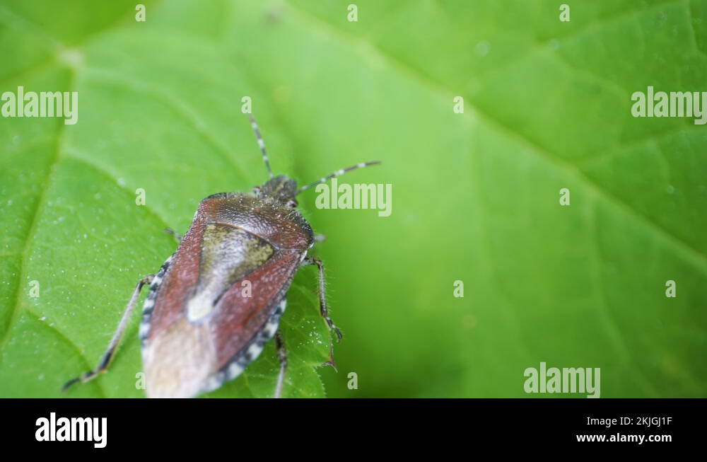 Bug shell Stock Videos & Footage - HD and 4K Video Clips - Alamy
