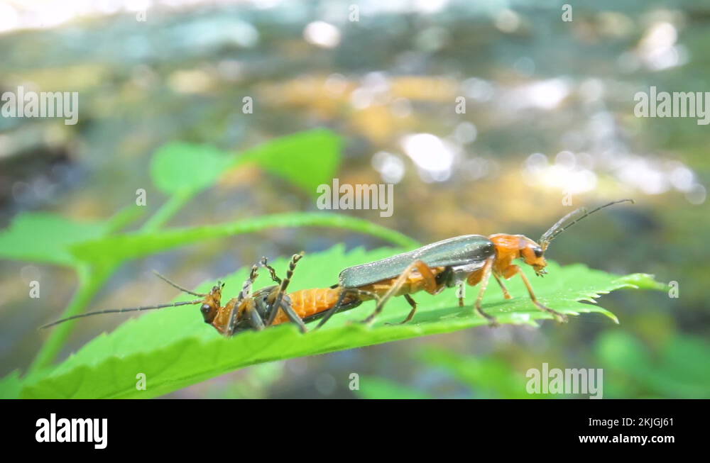 Two bug insects mating on top of the green leaf Stock Video Footage - Alamy