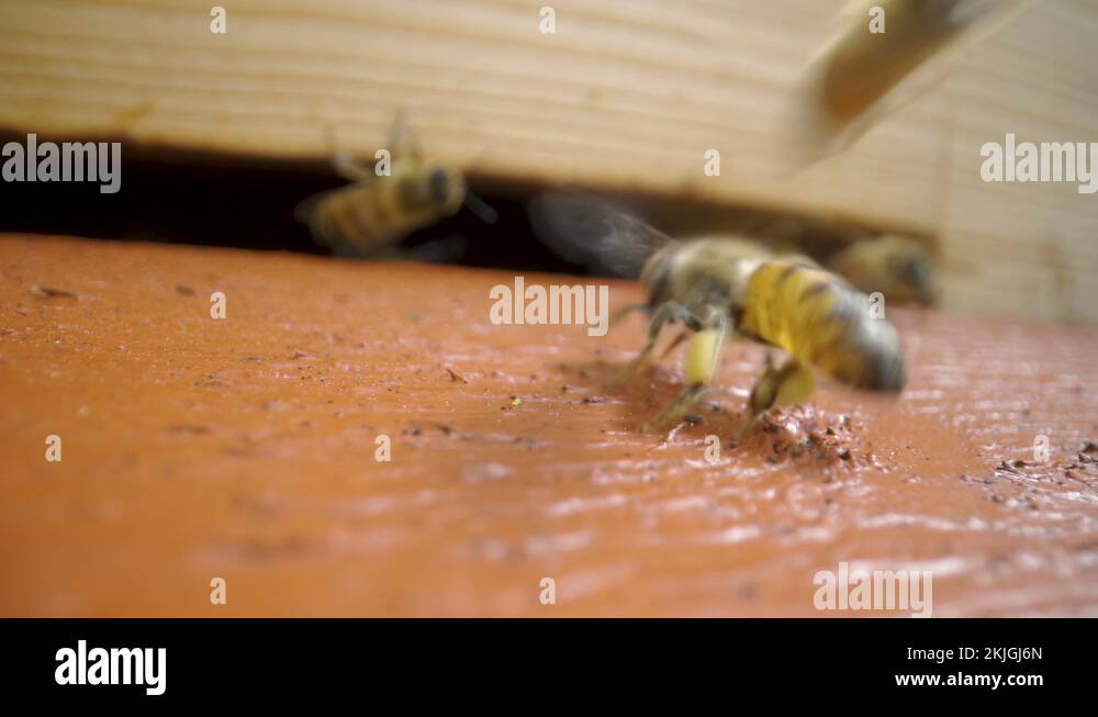 Inside bee house Stock Videos & Footage - HD and 4K Video Clips - Alamy