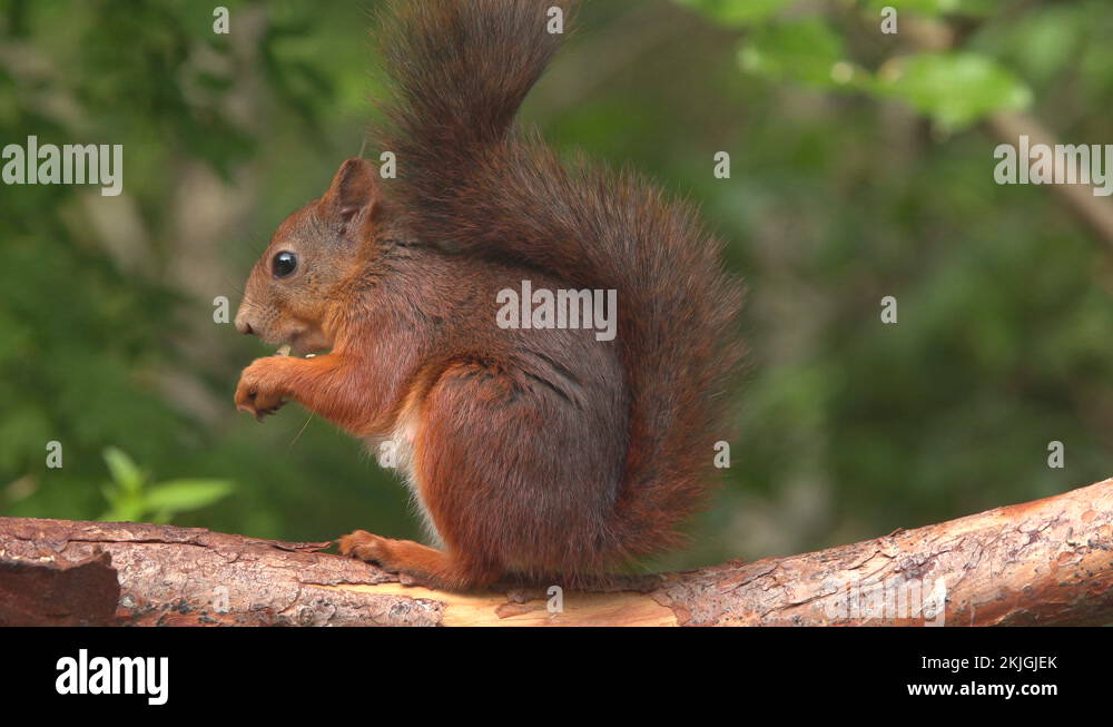 red squirrel animal feed on hazelnut side view green background Stock ...