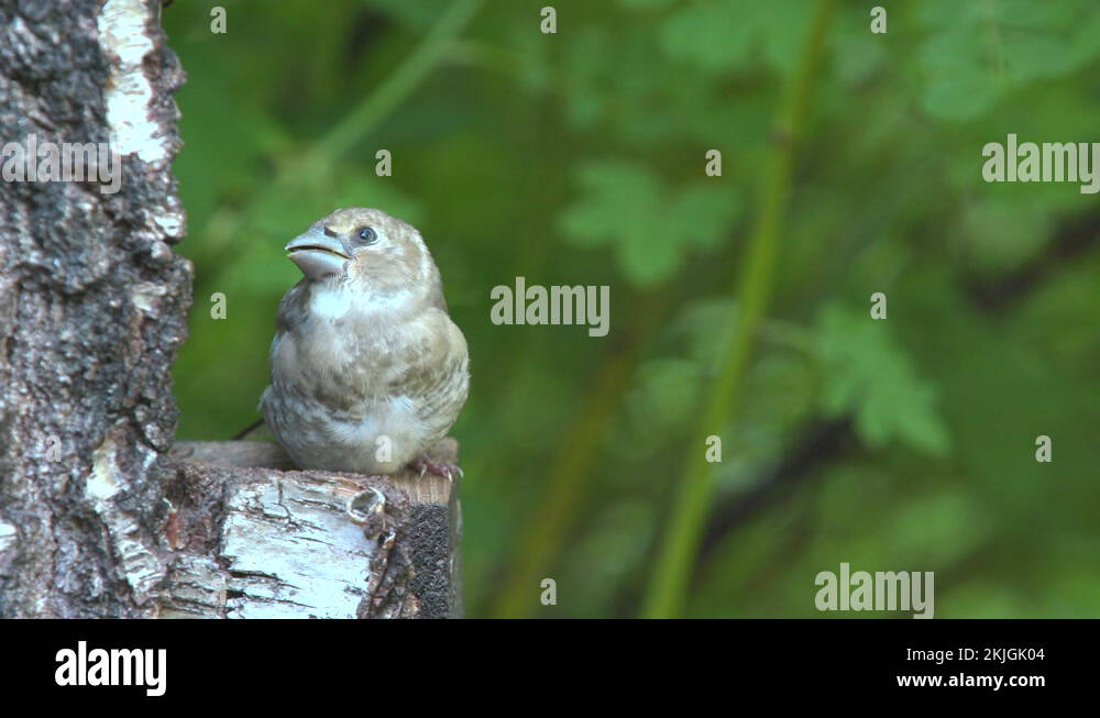 Bird turn head Stock Videos & Footage - HD and 4K Video Clips - Alamy