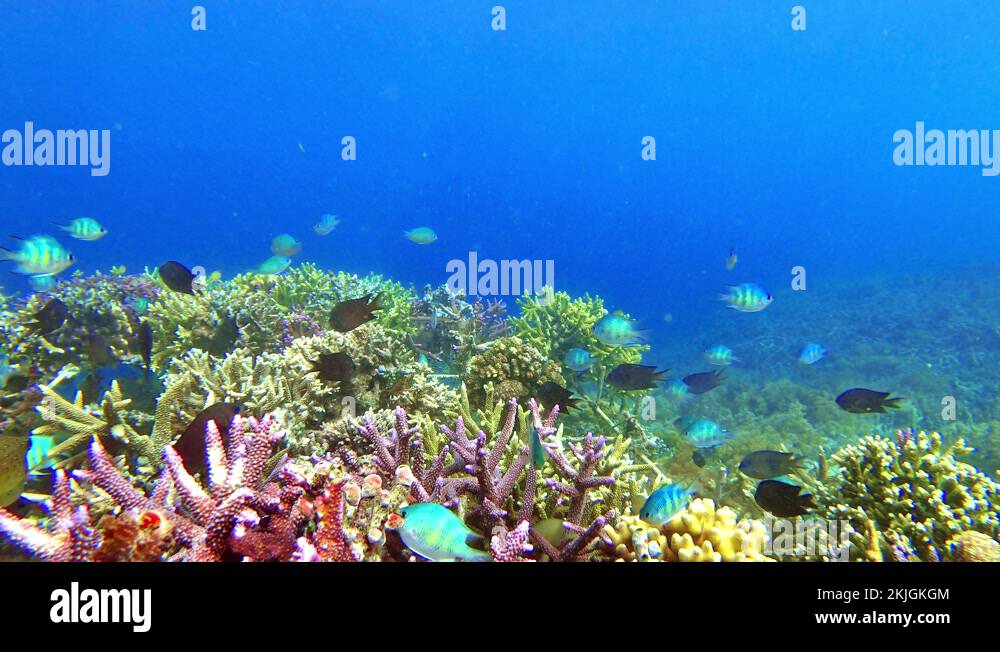 British marine life underwater Stock Videos & Footage - HD and 4K Video ...