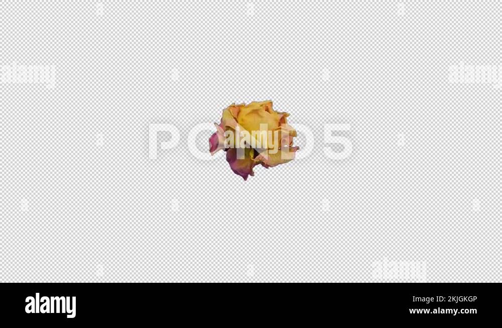 Miss piggy pink Stock Videos & Footage - HD and 4K Video Clips - Alamy