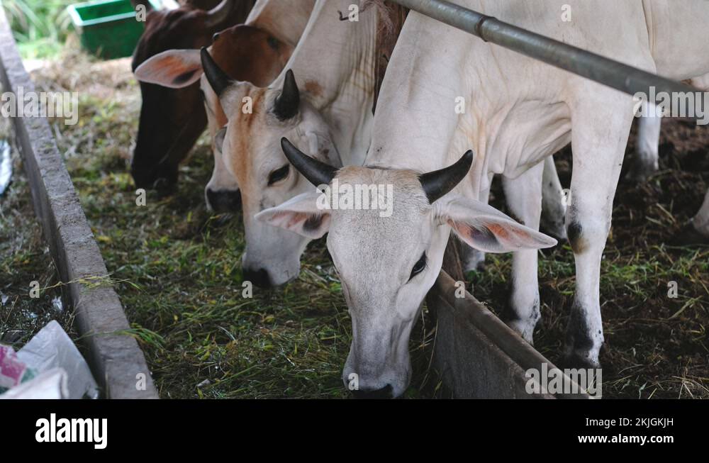 Healthy eating stall Stock Videos & Footage - HD and 4K Video Clips - Alamy