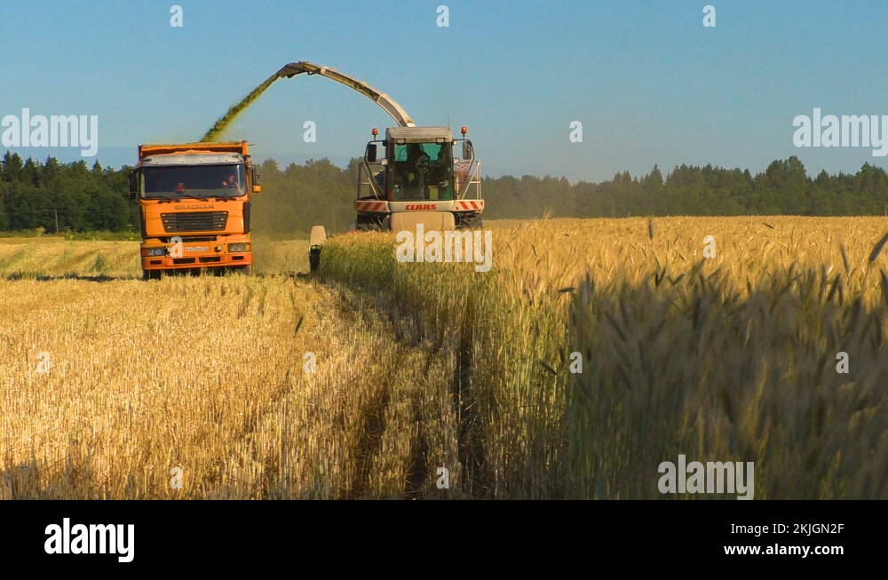 Grain Harvester cuts and threshes the wheat ears Stock Video Footage ...