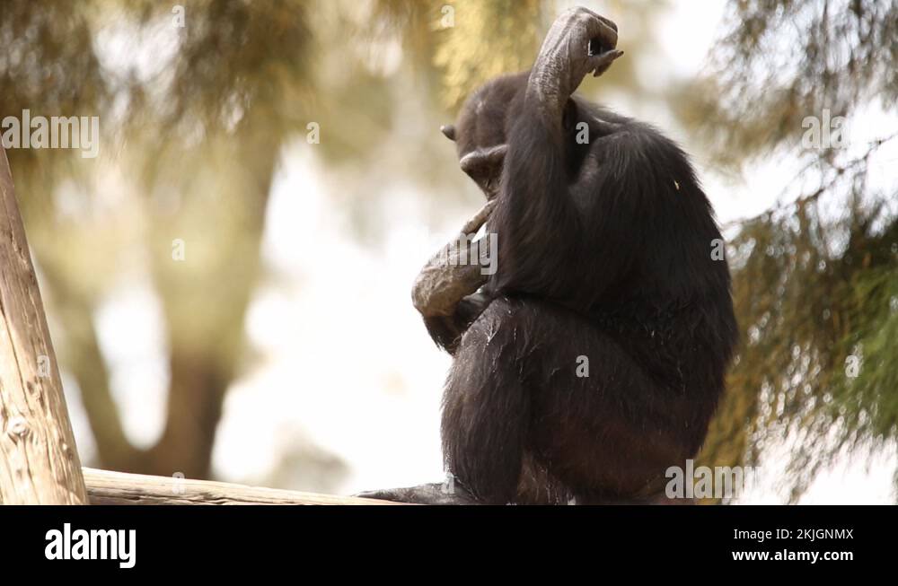 Female chimpanzee Stock Videos & Footage - HD and 4K Video Clips - Alamy