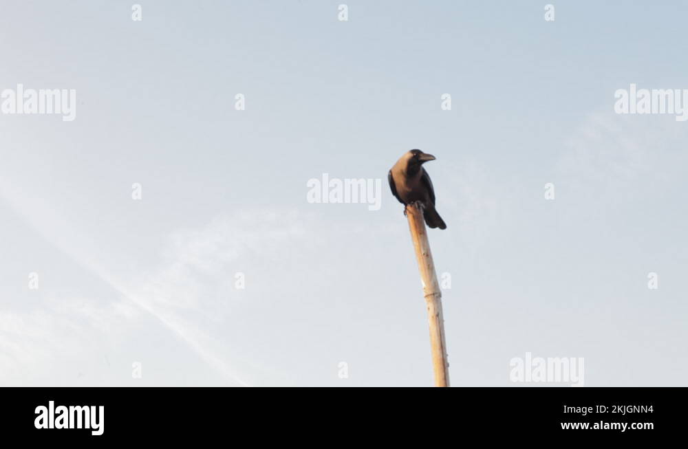 Crow stick Stock Videos & Footage - HD and 4K Video Clips - Alamy