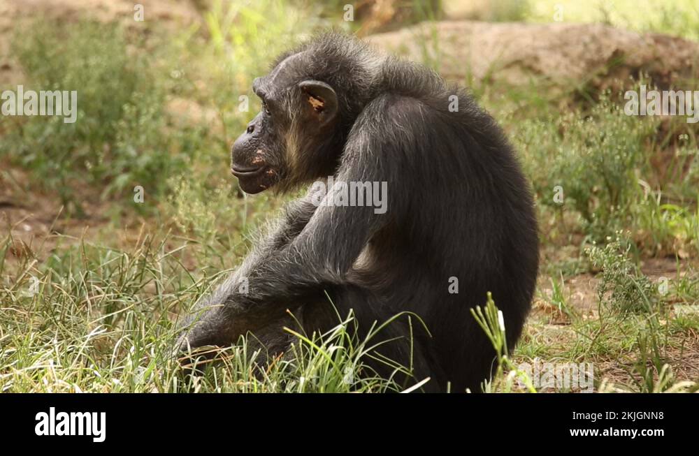Chimpanzee old Stock Videos & Footage - HD and 4K Video Clips - Alamy