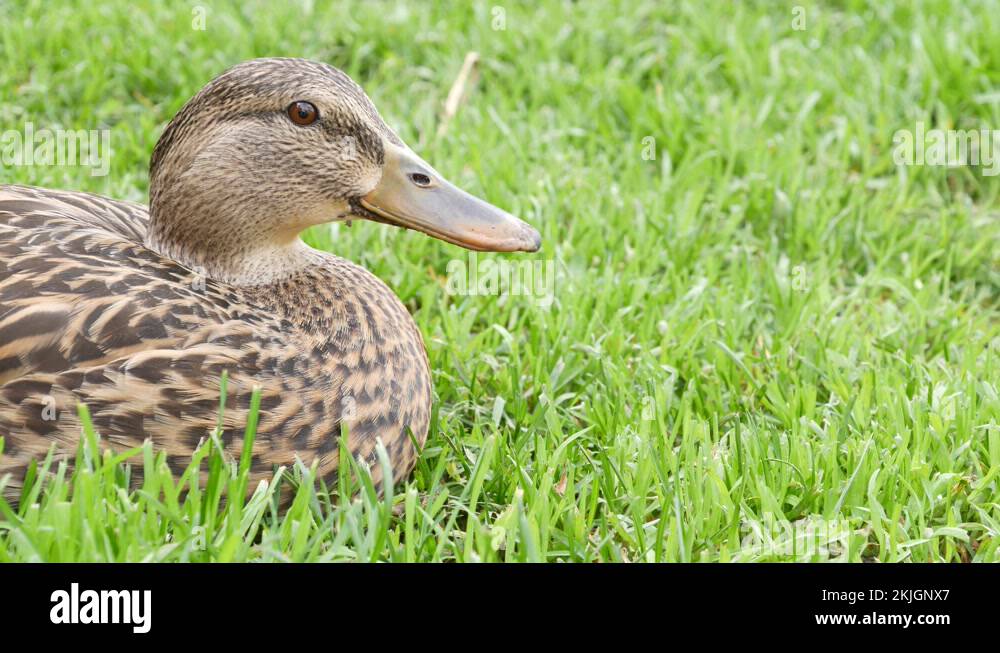 Duck bird funny Stock Videos & Footage - HD and 4K Video Clips - Alamy