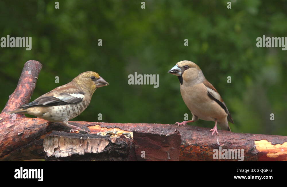 Adult bird with juvenile birds Stock Videos & Footage - HD and 4K Video ...