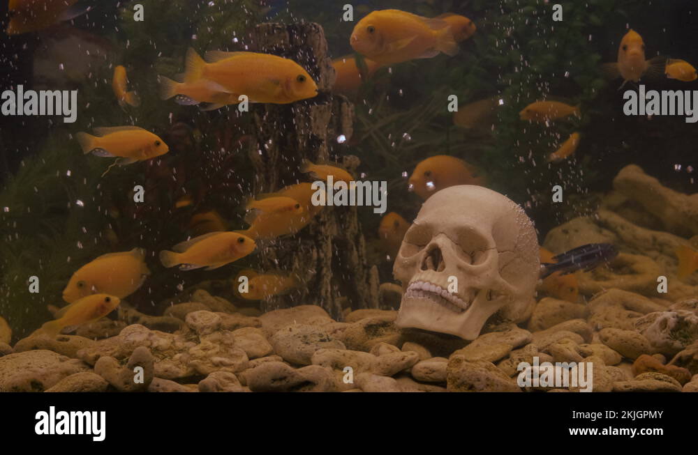 Bone water Stock Videos & Footage - HD and 4K Video Clips - Alamy